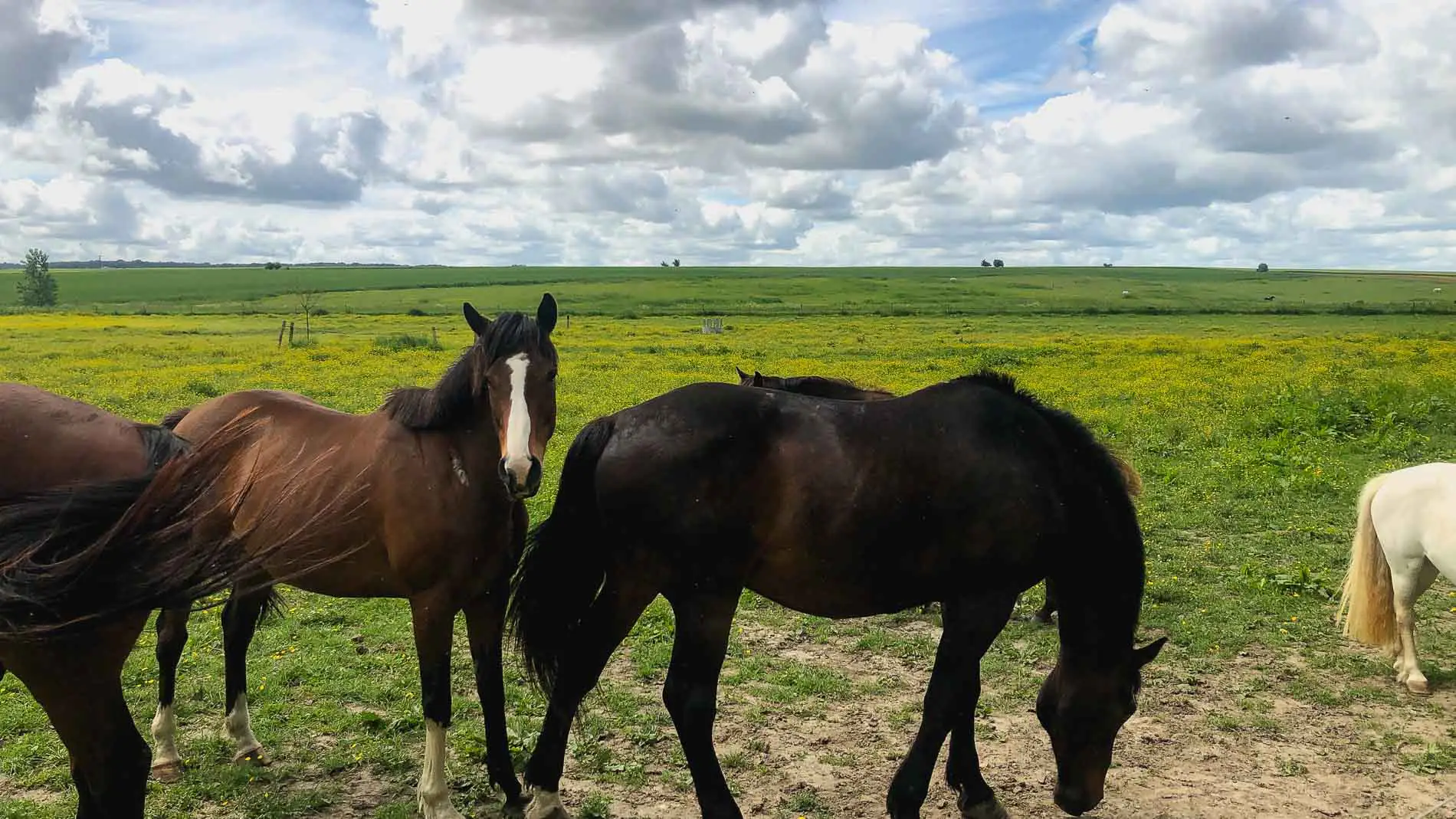 Pension pour chevaux dans les Yvelines : installations de qualité ...